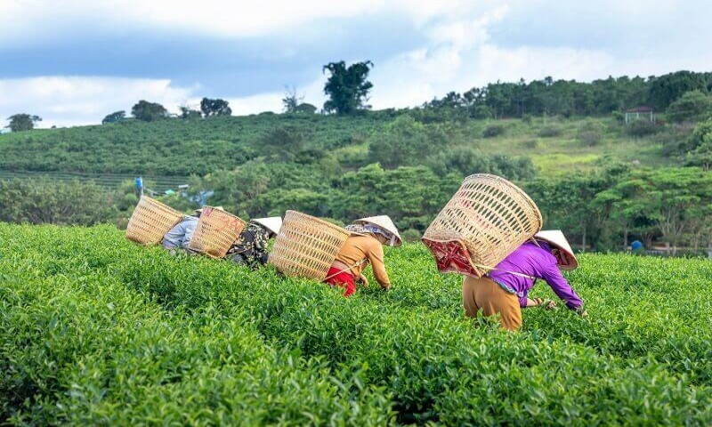 11 Contoh Peluang Usaha di Desa Modal Kecil yang Menjanjikan